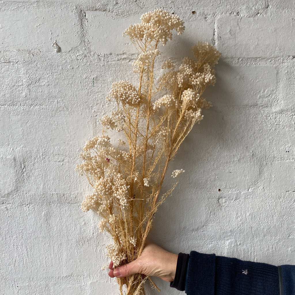 Preserved Rice Flowers – Handcrafted Flowers