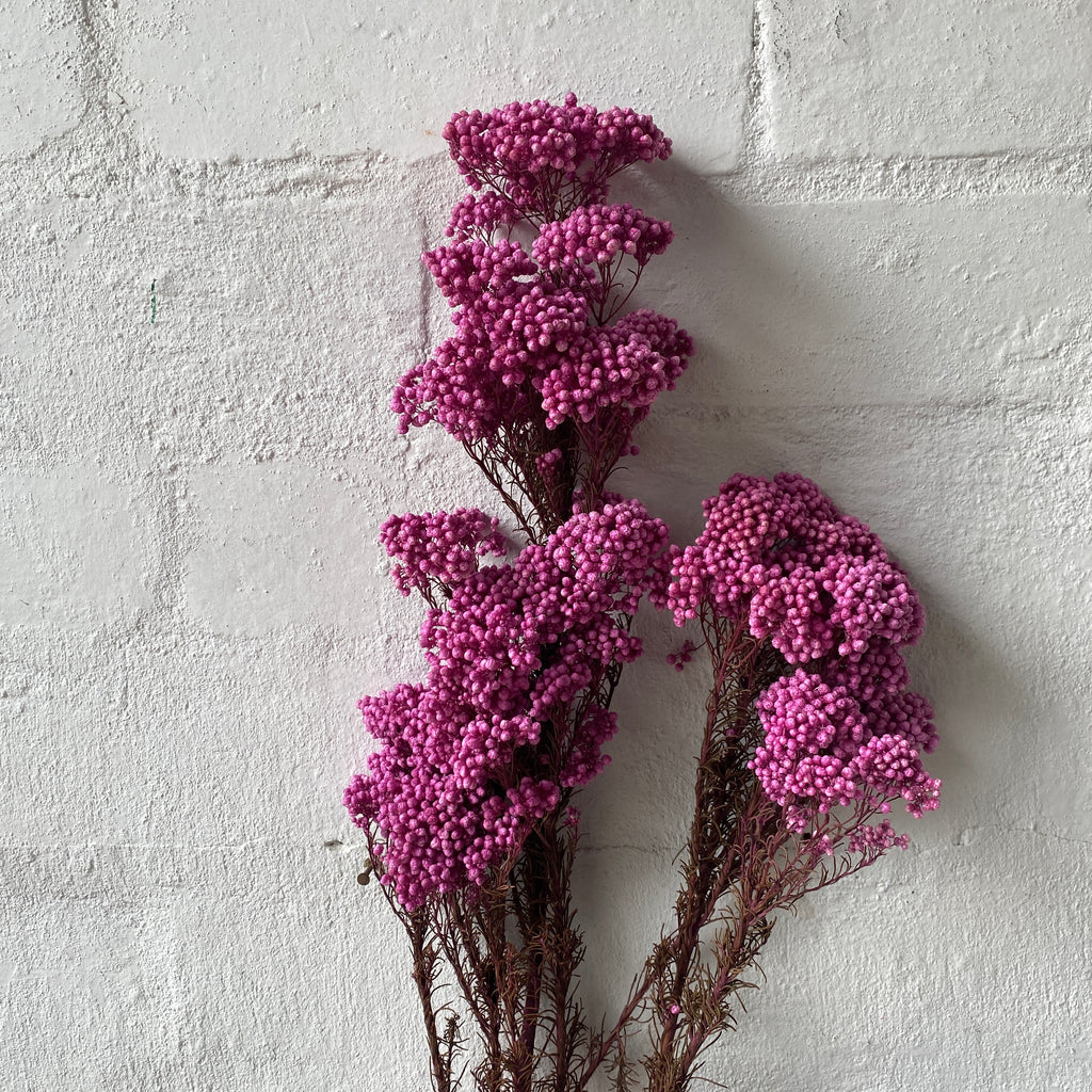 Preserved Rice Flowers – Handcrafted Flowers